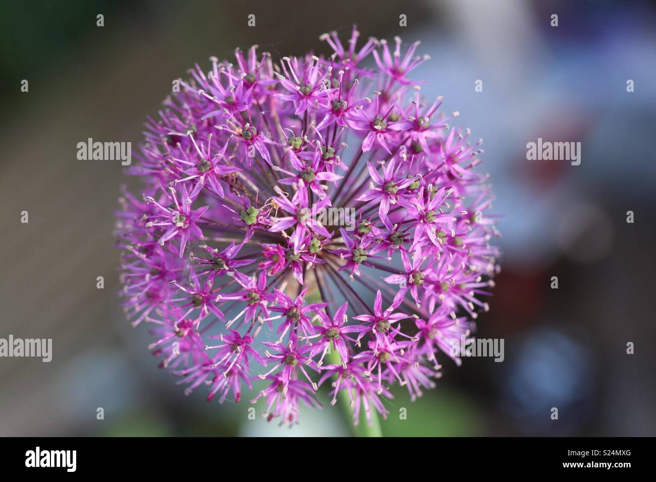 Allium Giganteum, common summer garden flower Stock Photo - Alamy