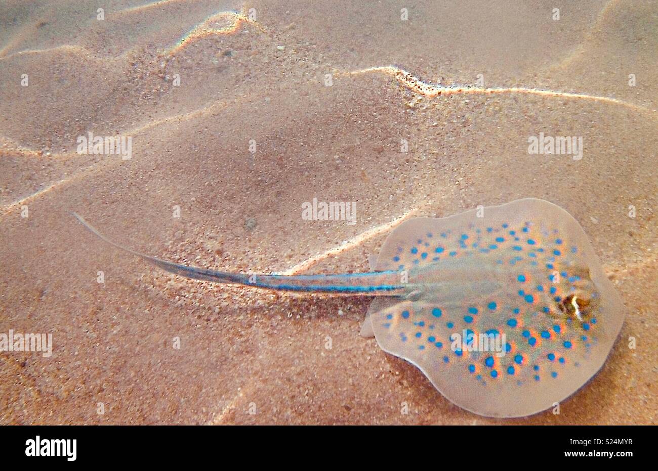 Blue Spotted Ribbontail Ray Stock Photo - Alamy