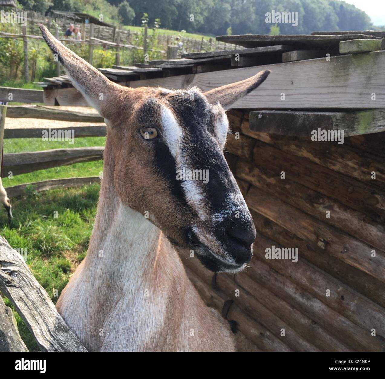 Goat at Butser Ancient Farm, South Downs National Park, Hampshire ...