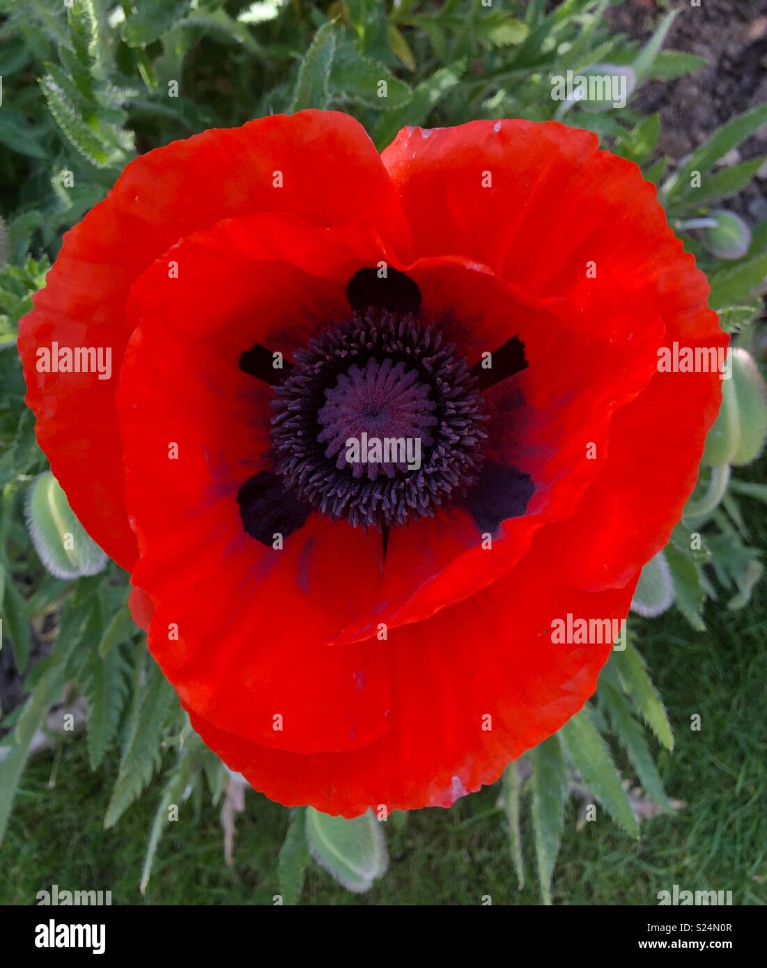 Poppy in sun hi-res stock photography and images - Alamy