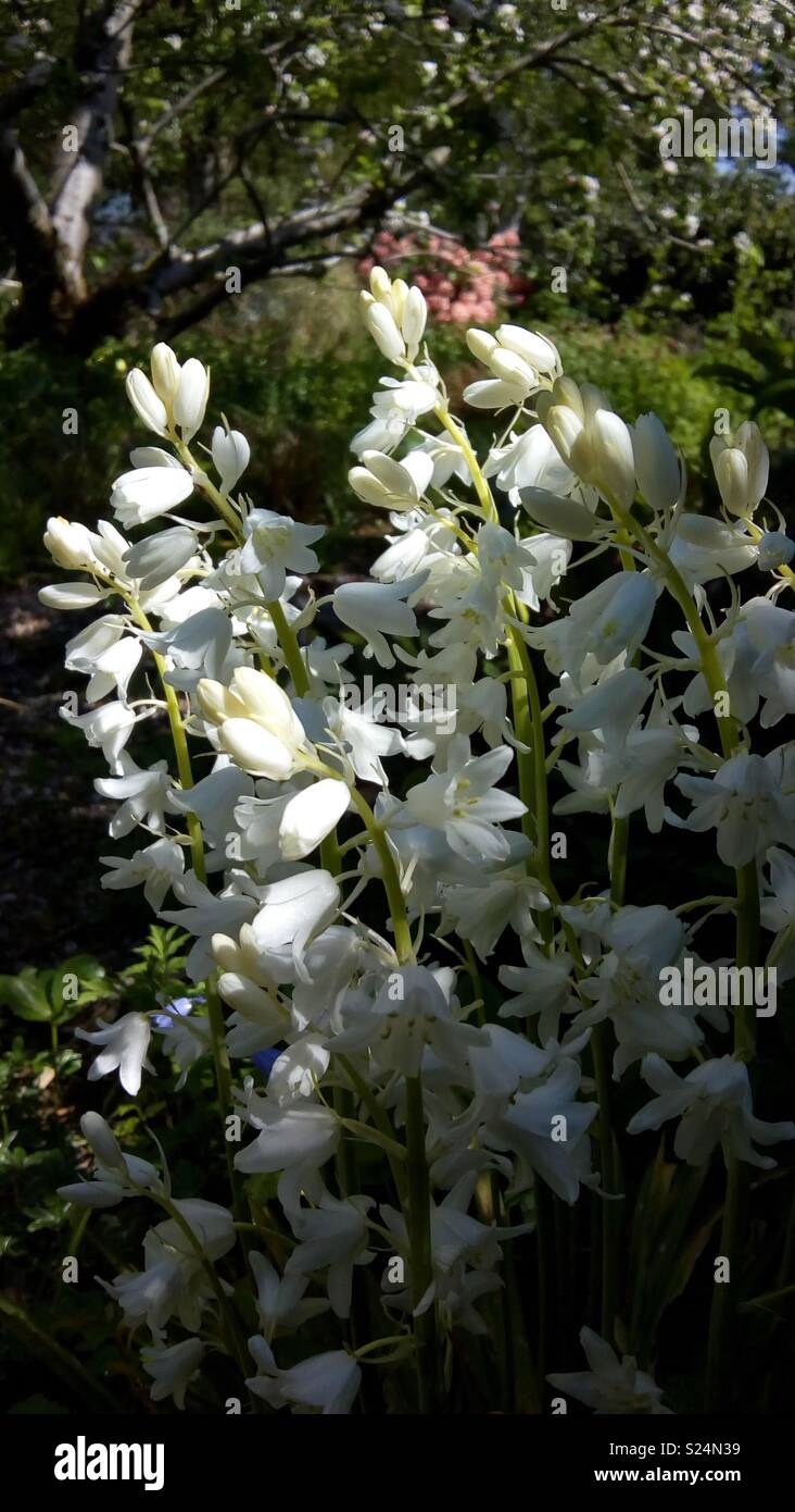 Whitebell hi-res stock photography and images - Alamy