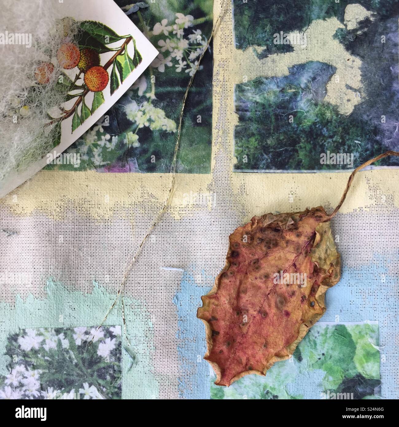 Leaf collage hi-res stock photography and images - Alamy