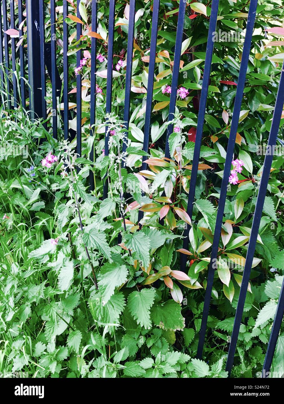 Life is everything Stock Photo - Alamy