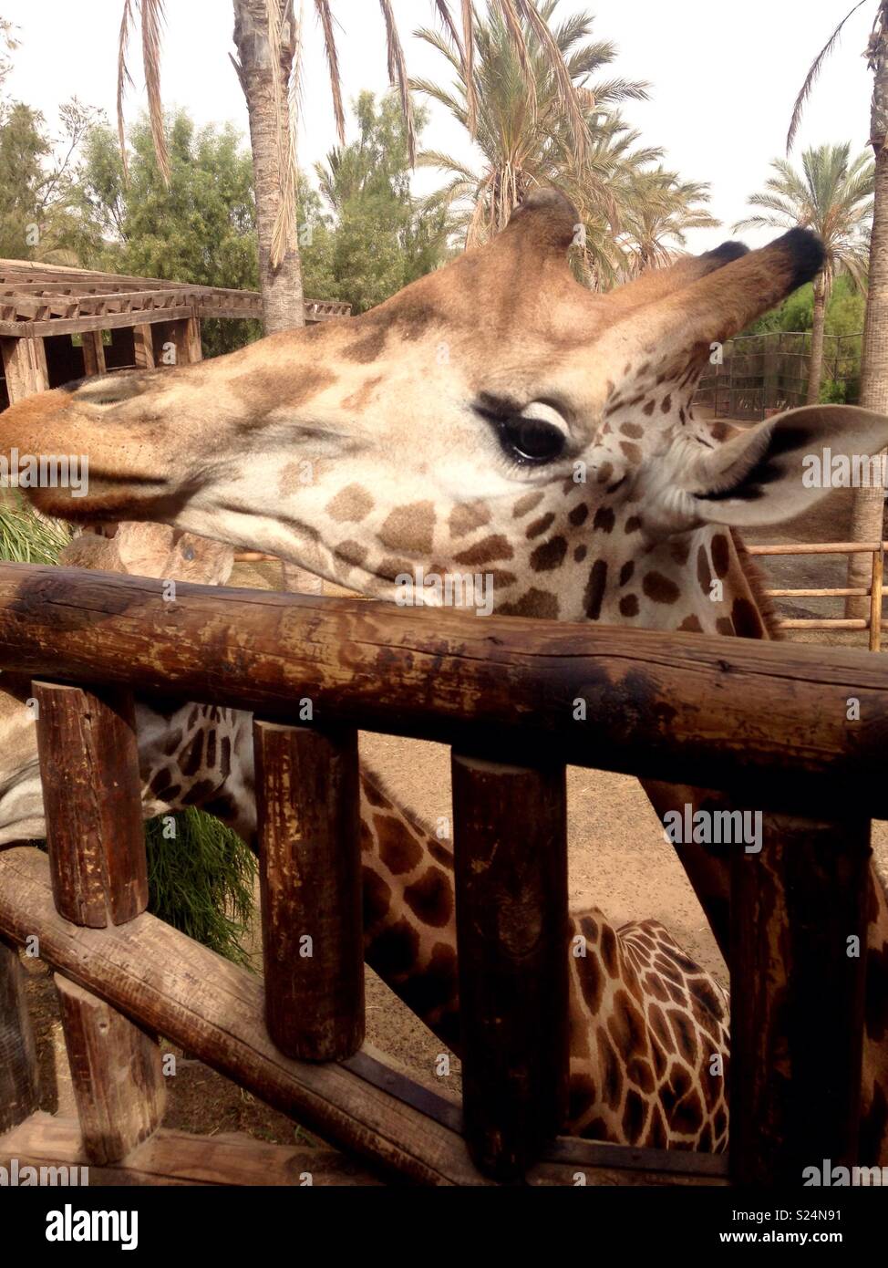 Day at the zoo Stock Photo - Alamy