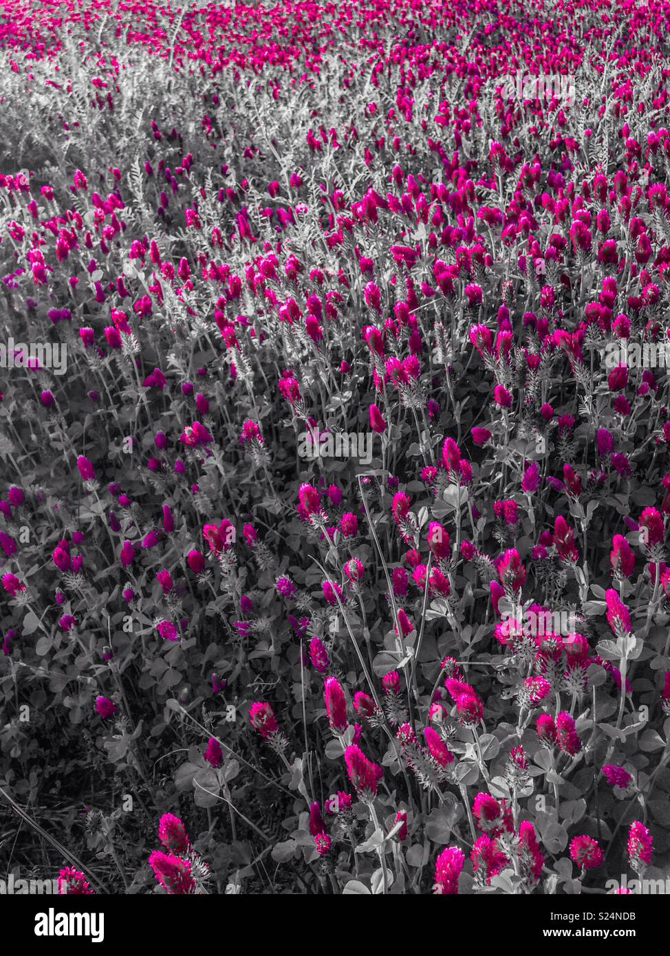 Magenta colorpop photo of field of Crimson Clover on North Carolina ...