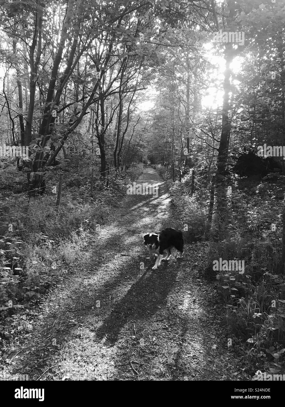 Spring evening walk hi-res stock photography and images - Alamy