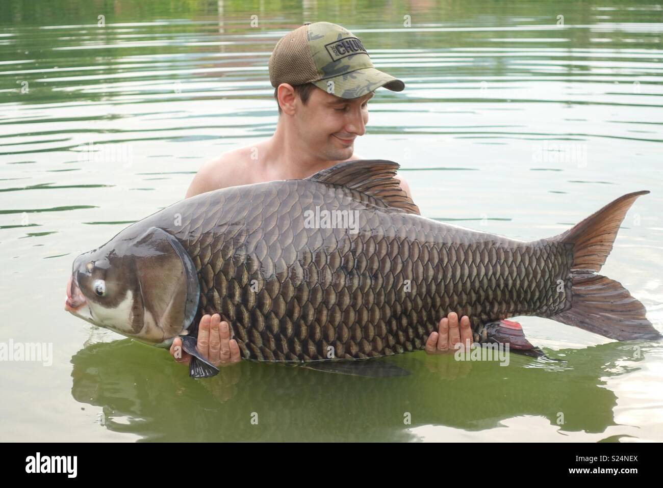 Siamese carp hi-res stock photography and images - Alamy