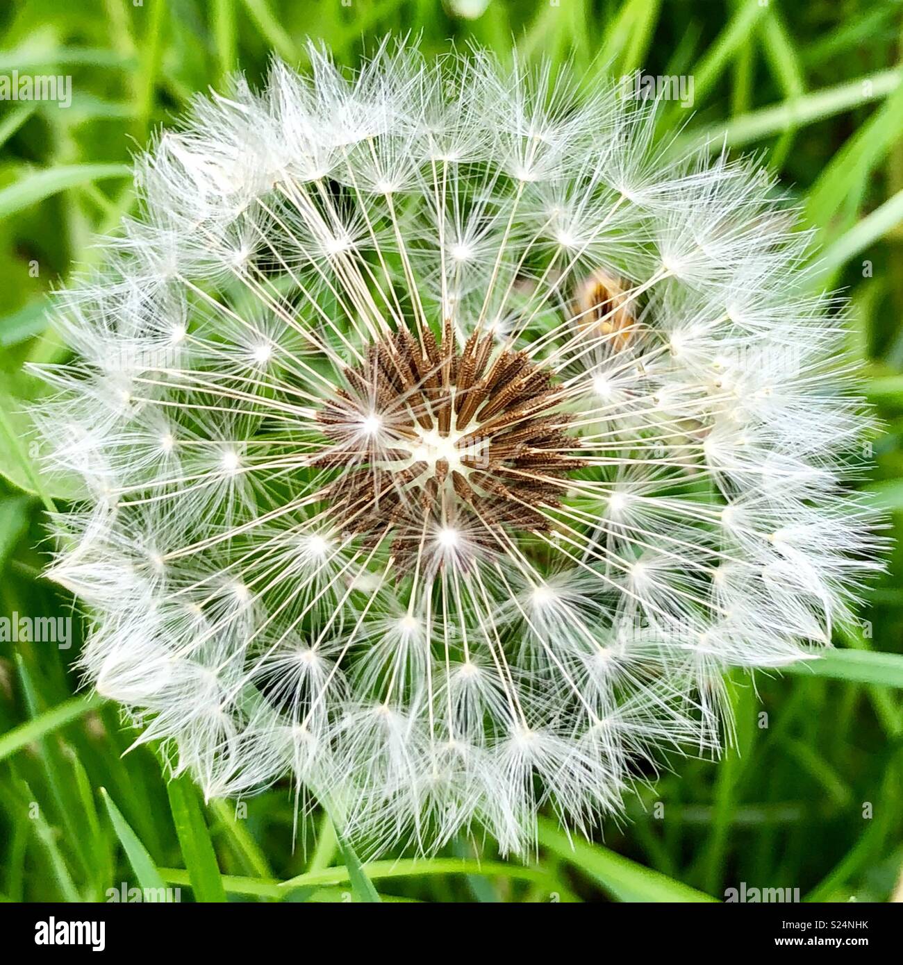 Dandelion Wishes High Resolution Stock Photography and Images - Alamy