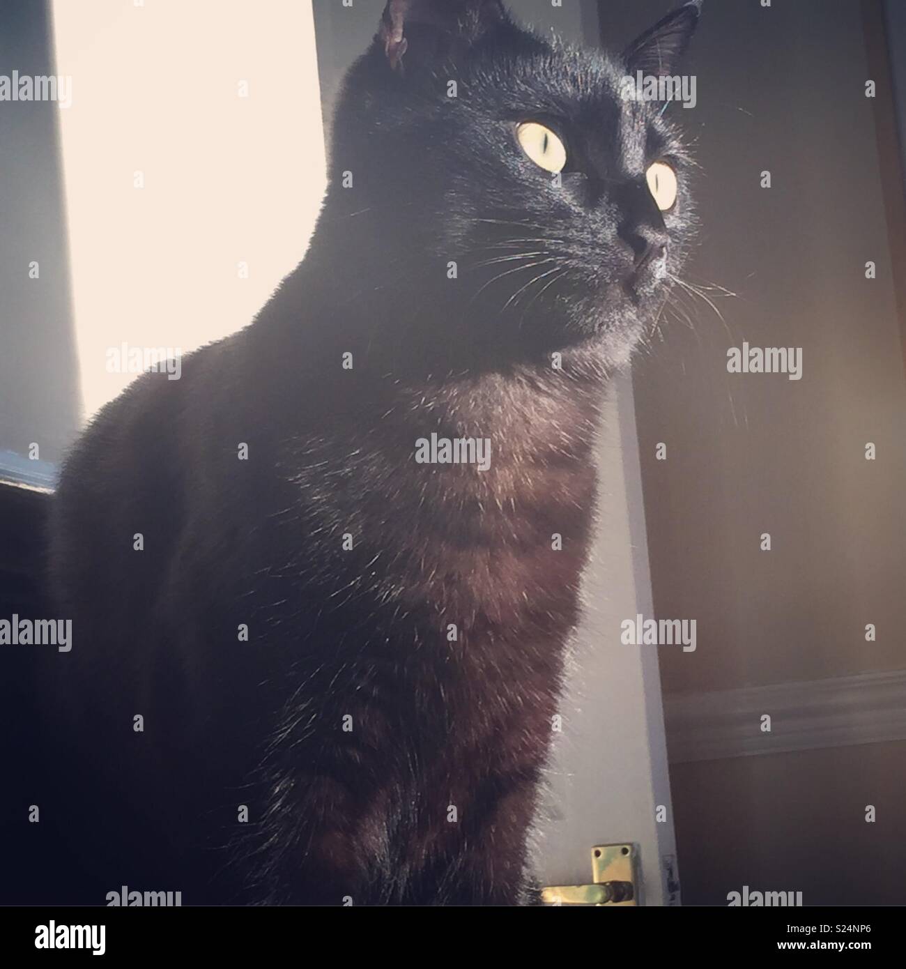 Sunshine cat hi-res stock photography and images - Alamy