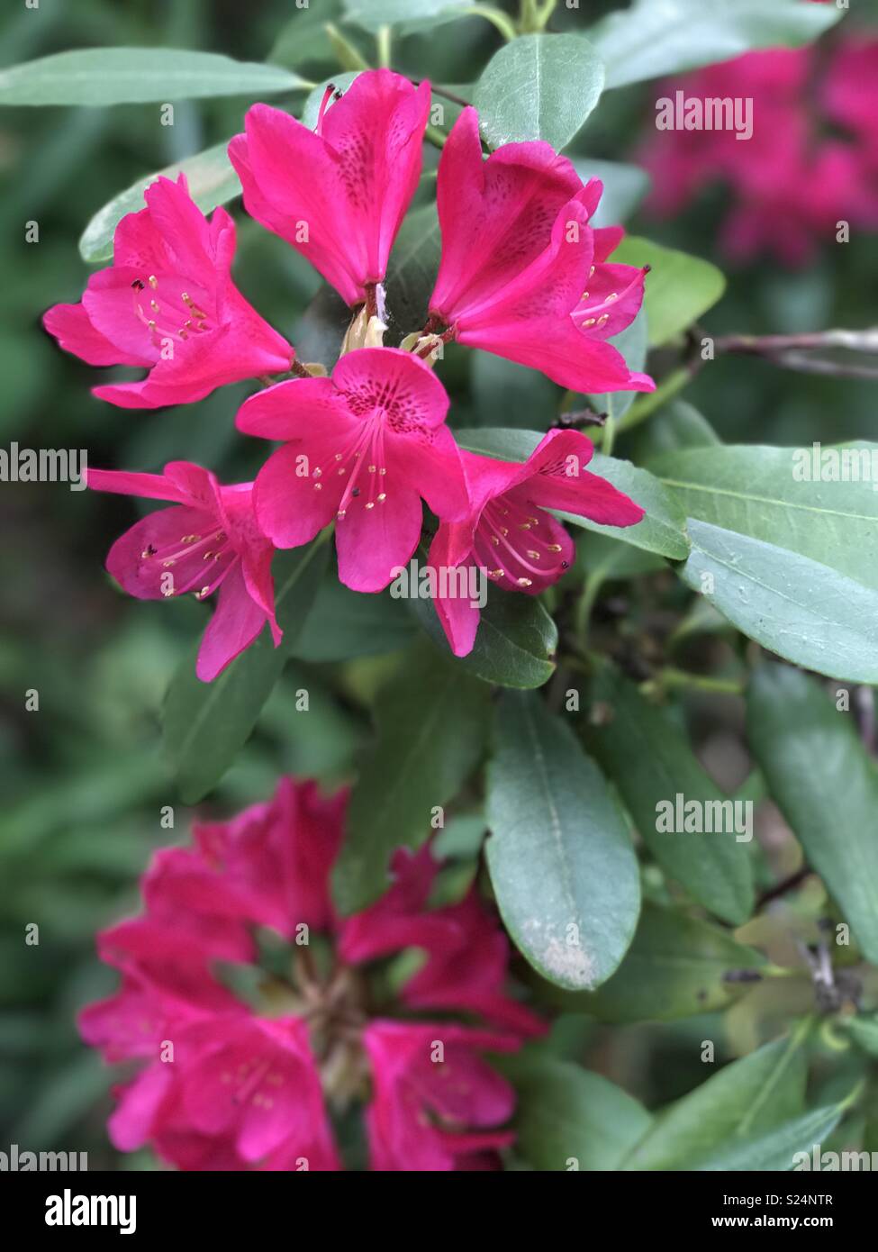 Bright pink rhododendron Stock Photo - Alamy