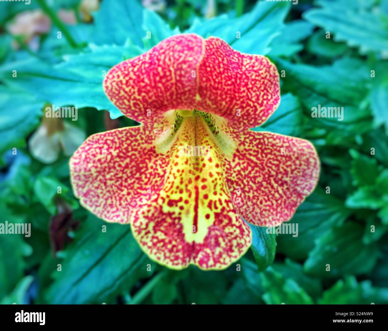Beauty of natural flower hi-res stock photography and images - Alamy