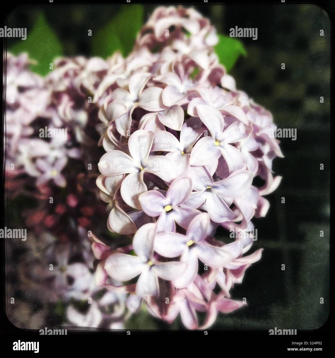 Fresh cut lilacs on counter Stock Photo - Alamy