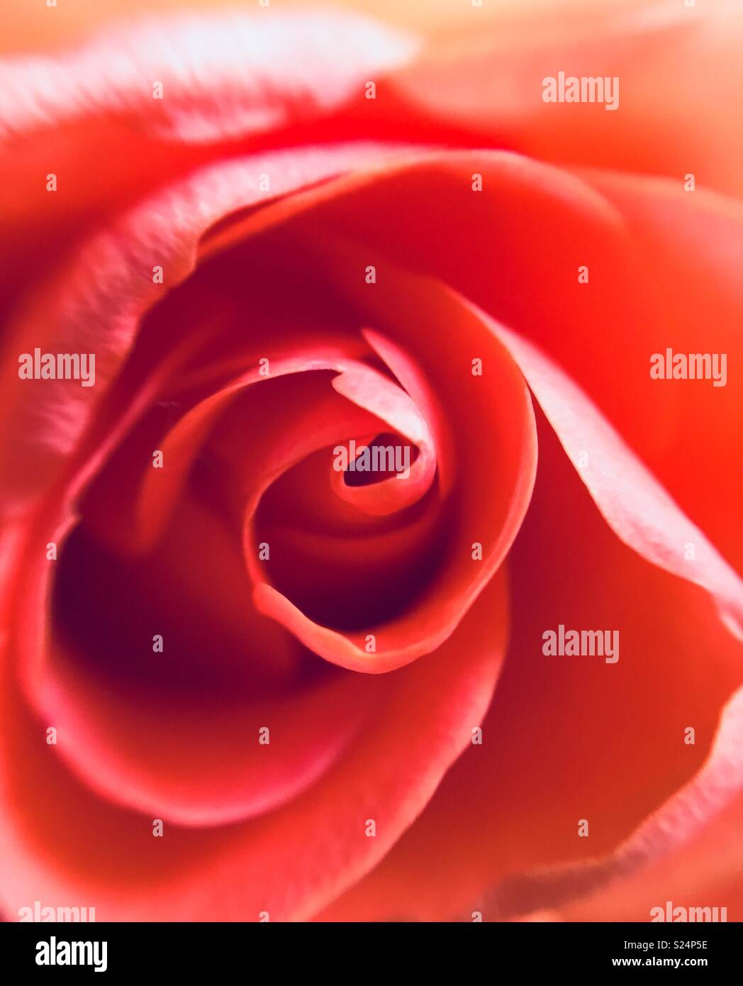 Romance flower hi-res stock photography and images - Alamy