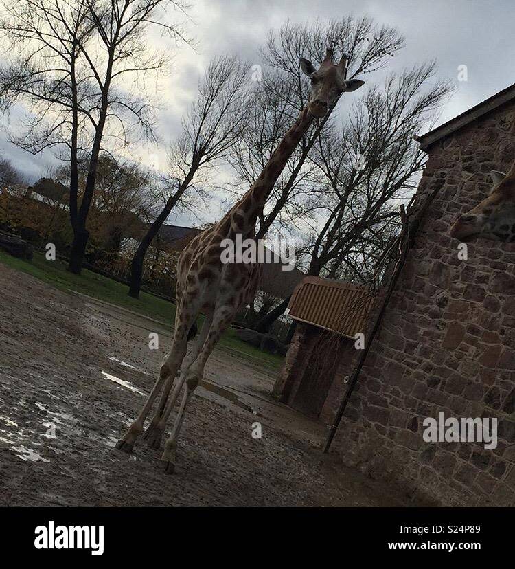 Giraffe at Chester zoo Stock Photo - Alamy