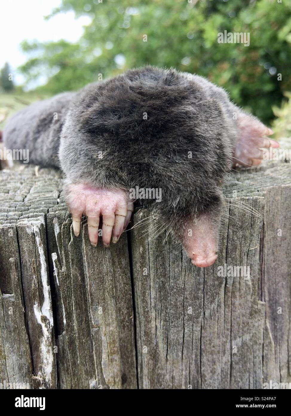 Why Do Dogs Have Moles With Whiskers