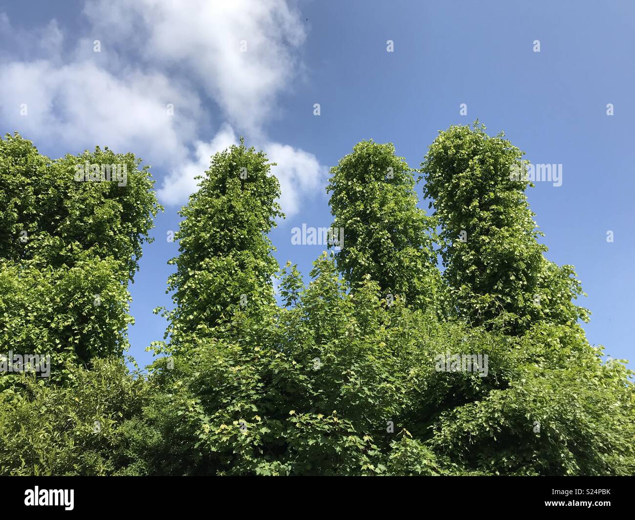 Green finger trees with blue sky Stock Photo - Alamy