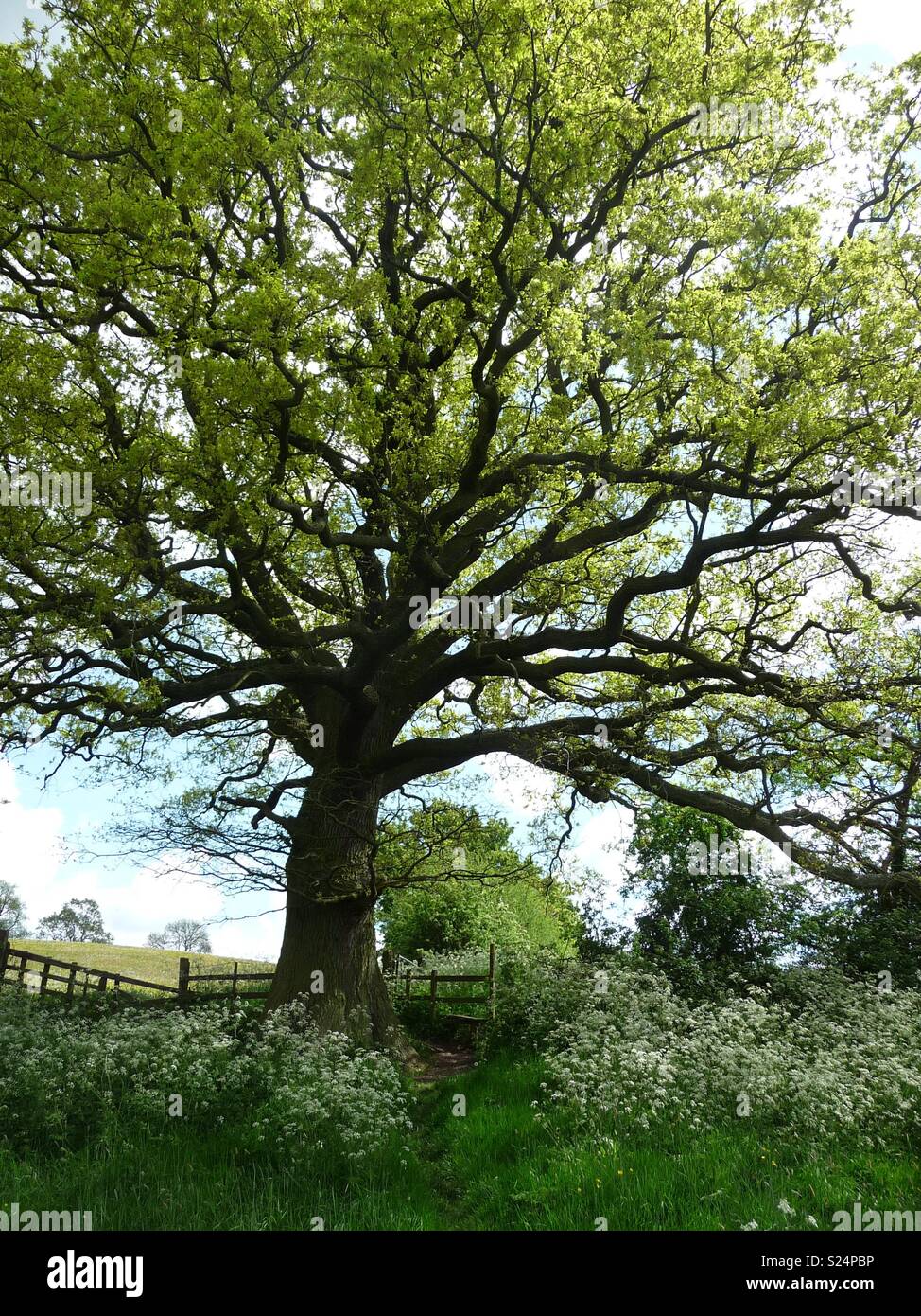Ancient oak tree hi-res stock photography and images - Alamy