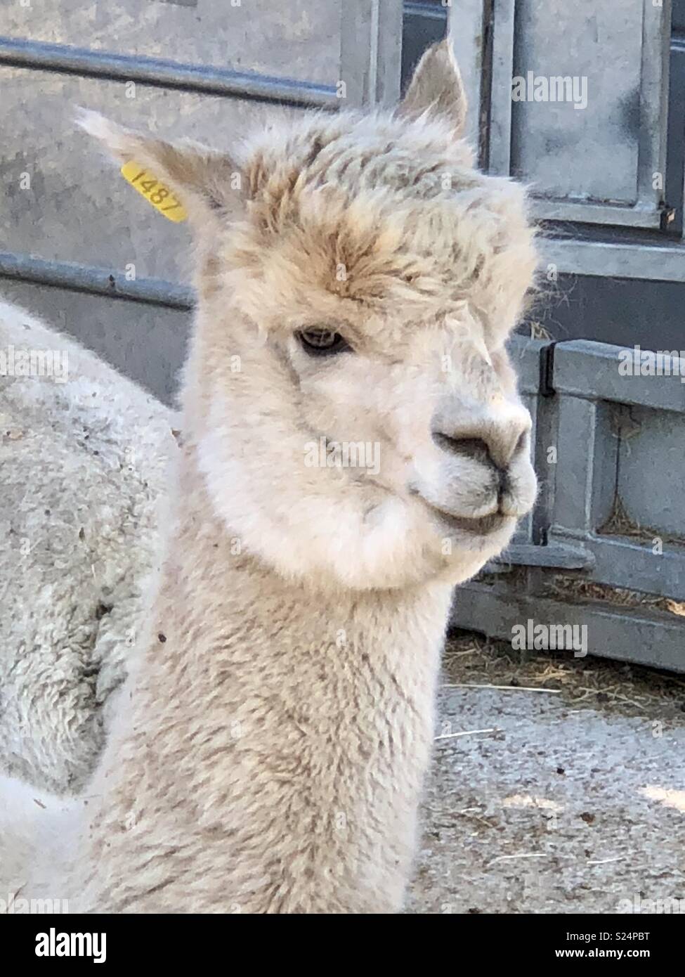 Fluffy lama hi-res stock photography and images - Alamy