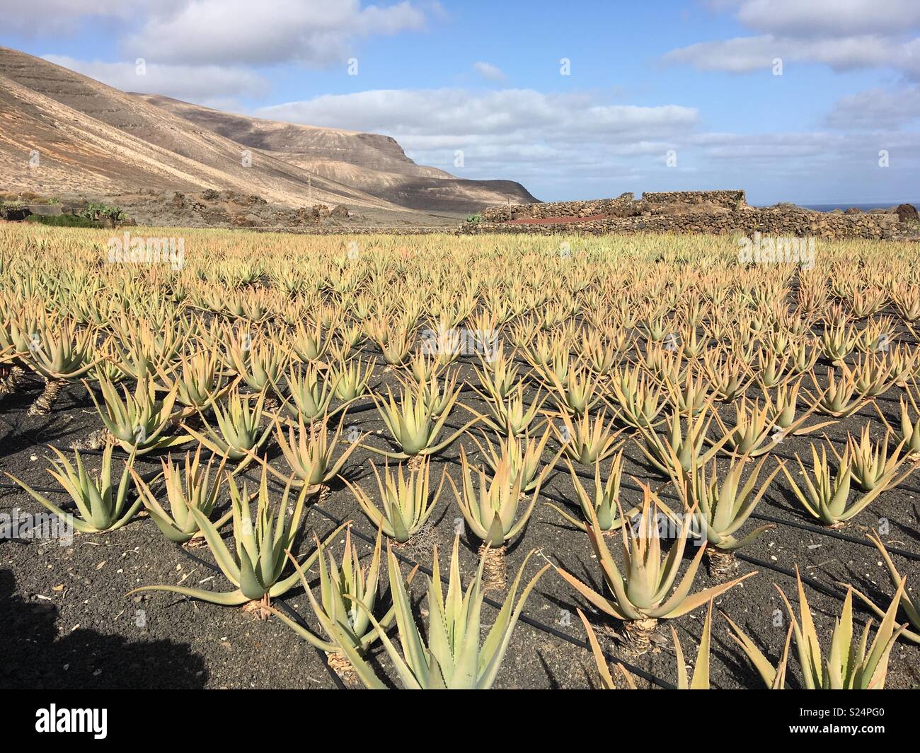 Aloe vera farm hi-res stock photography and images - Alamy