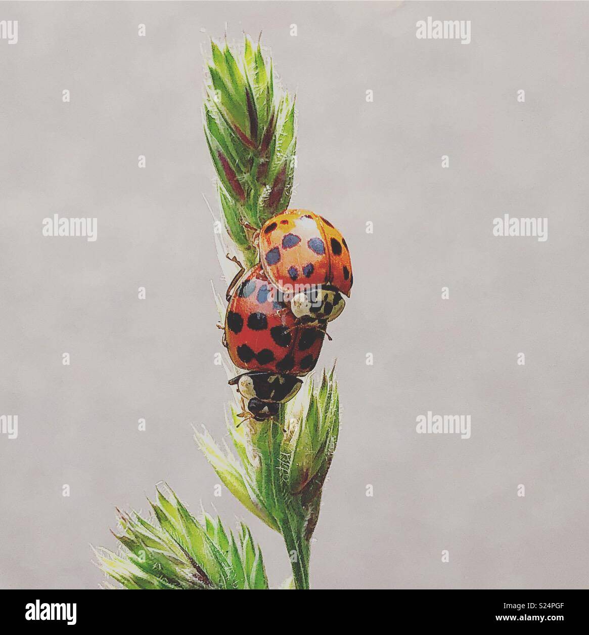 Ladybugs mating hi-res stock photography and images - Alamy