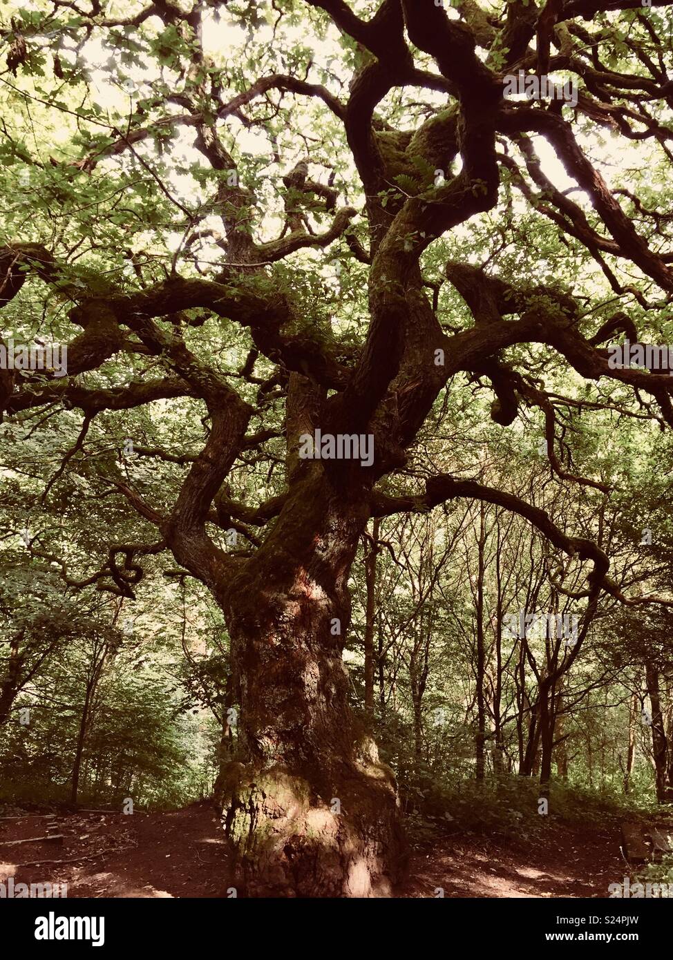 Shade of green hi-res stock photography and images - Alamy