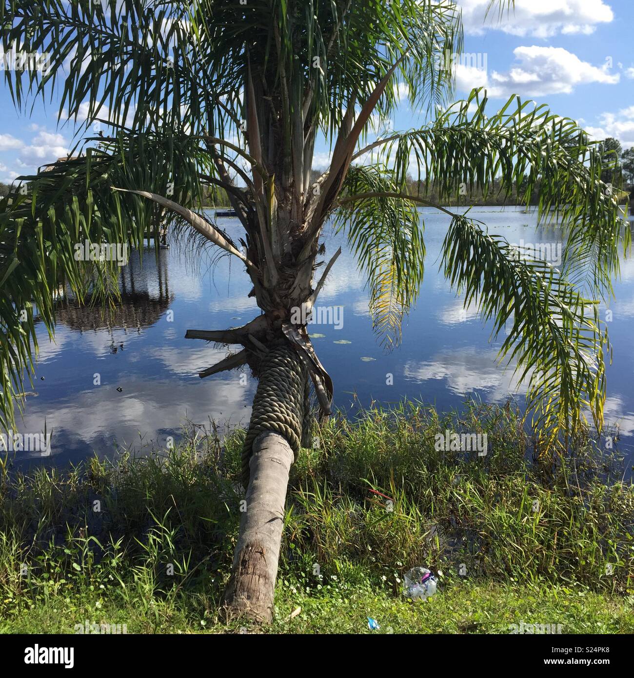 Old palm tree hi-res stock photography and images - Alamy
