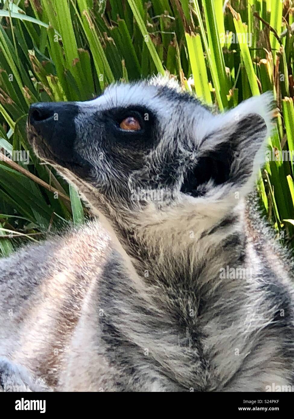 Ringtail High Resolution Stock Photography and Images - Alamy