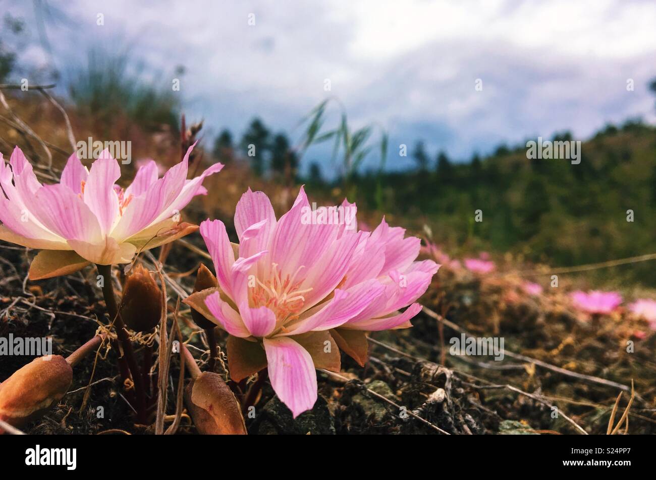 Pink Bitterroot wildflowers growing on a hillside on an overcast spring ...