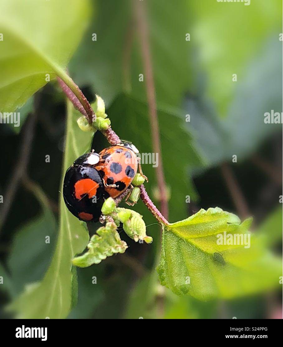 Two beetles get married Stock Photo - Alamy