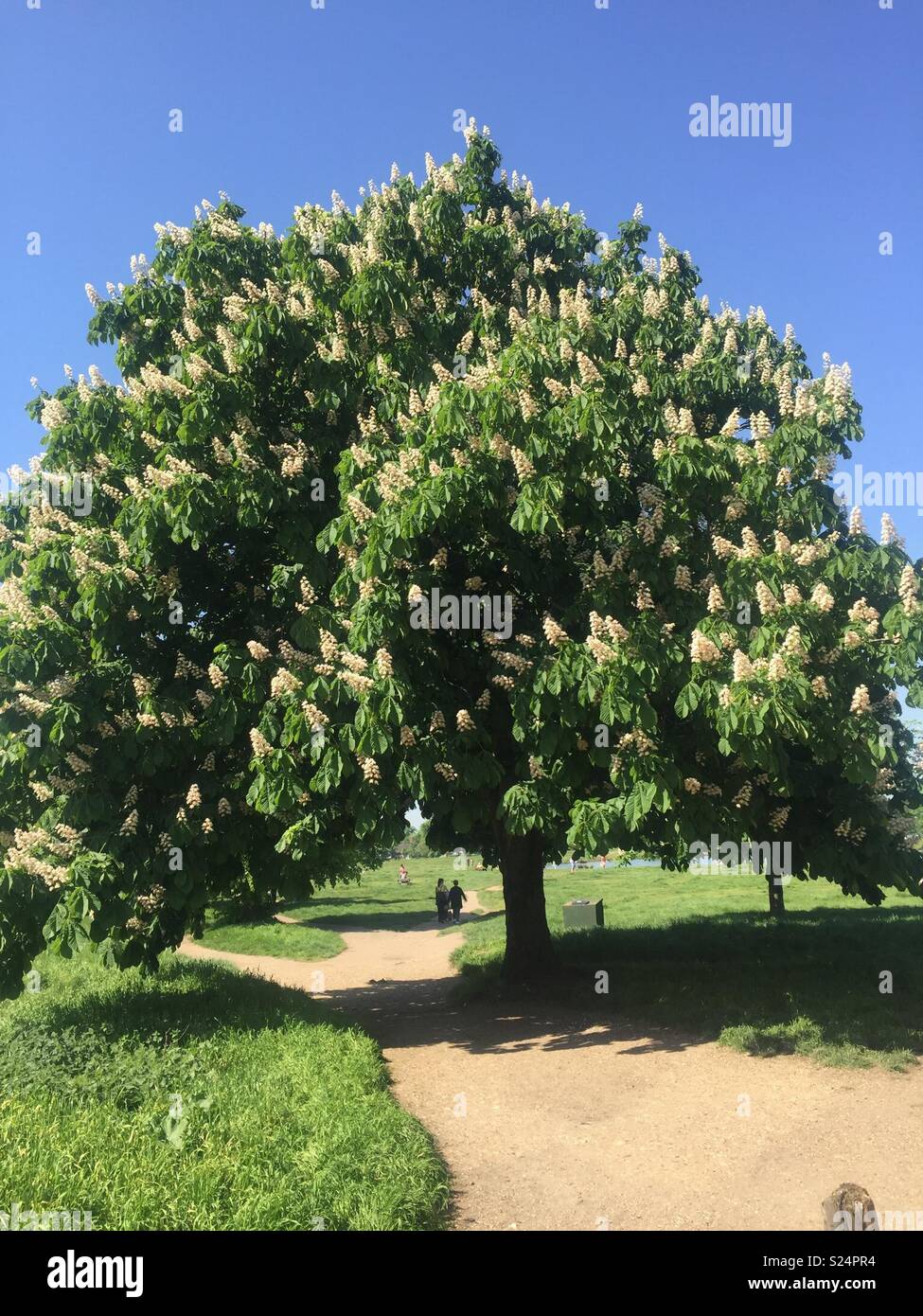 Beautiful chestnut tree Stock Photo - Alamy