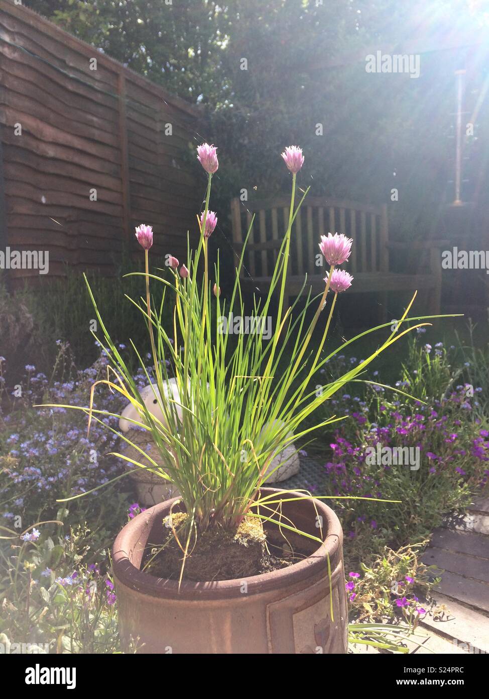 Beautiful Chives High Resolution Stock Photography and Images - Alamy