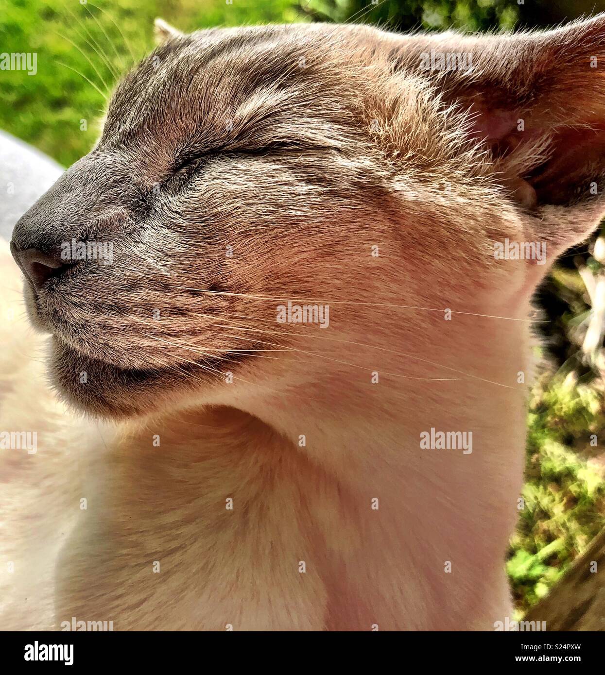 Contentedness hi-res stock photography and images - Alamy