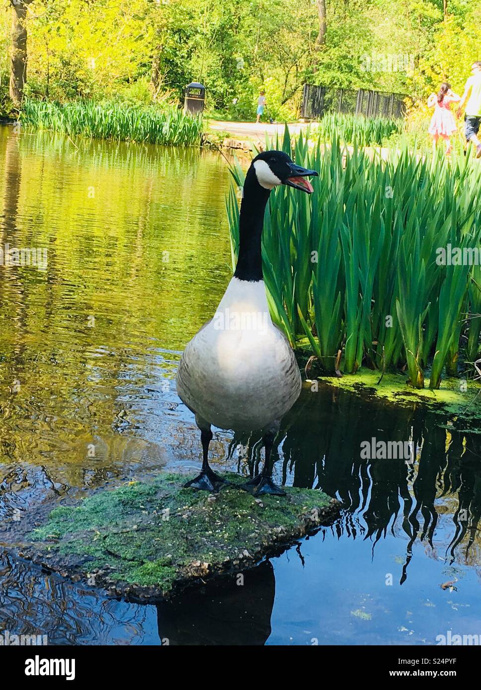 Noisy hi-res stock photography and images - Alamy