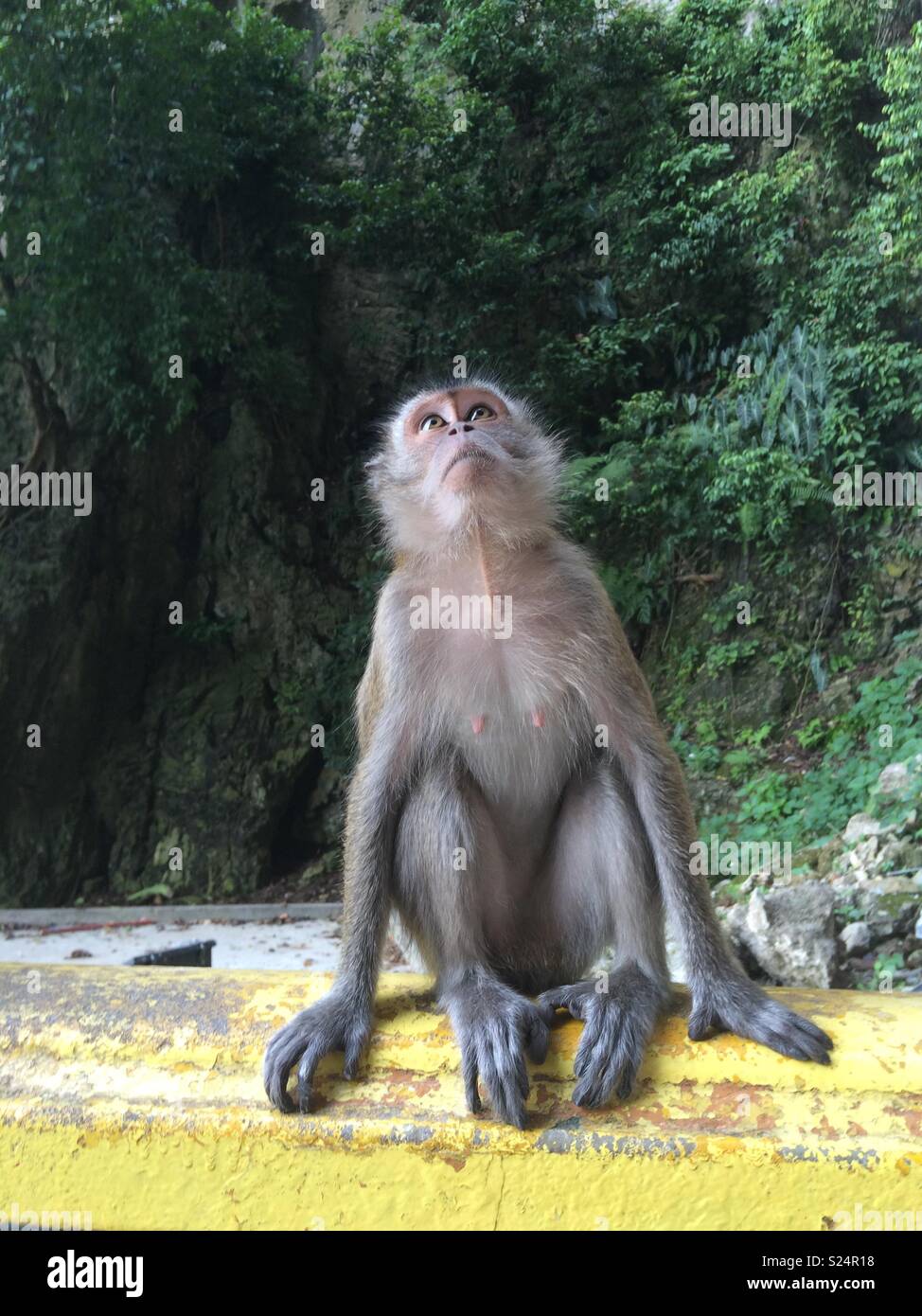 A monkey looking to the sky at Batu Caves Stock Photo - Alamy