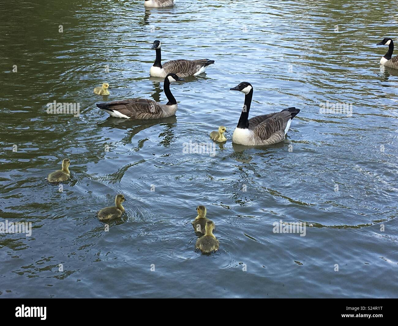 Goosey hi-res stock photography and images - Alamy