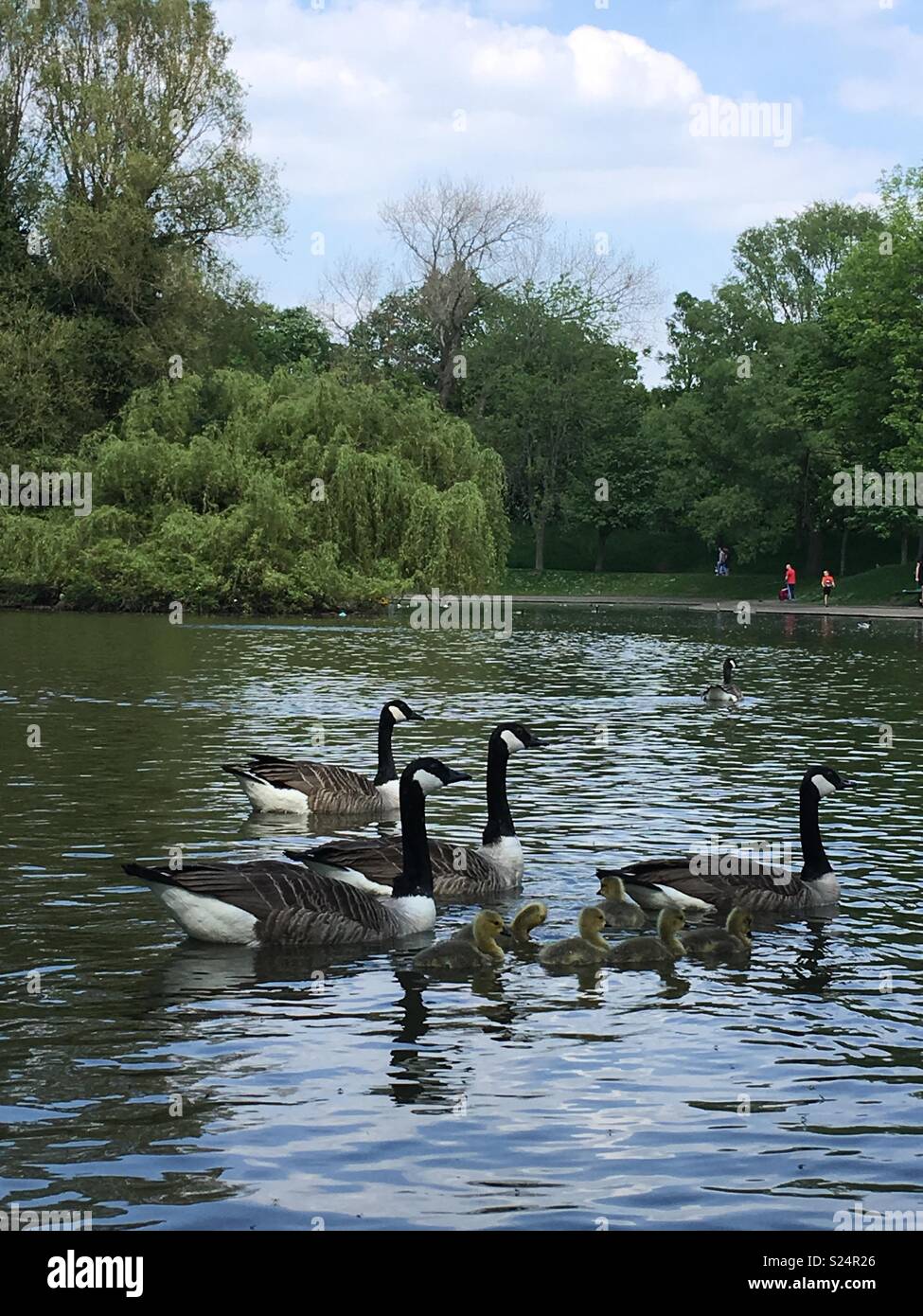 Goosey hi-res stock photography and images - Alamy