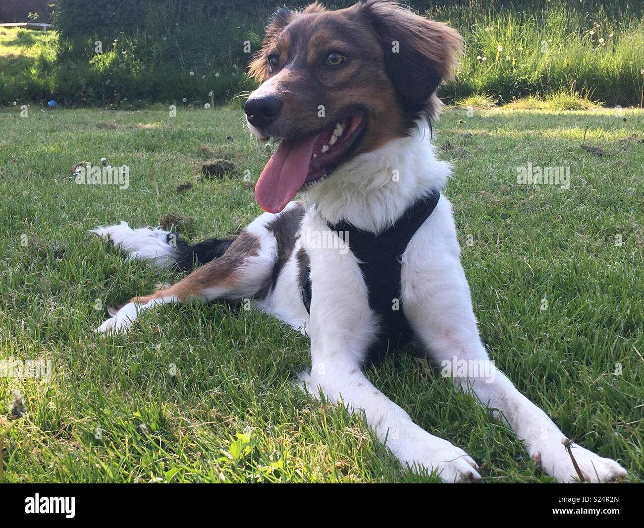 Gizmo hi-res stock photography and images - Alamy