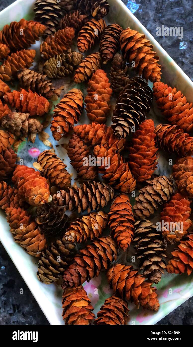 Collection of pine cones Stock Photo - Alamy
