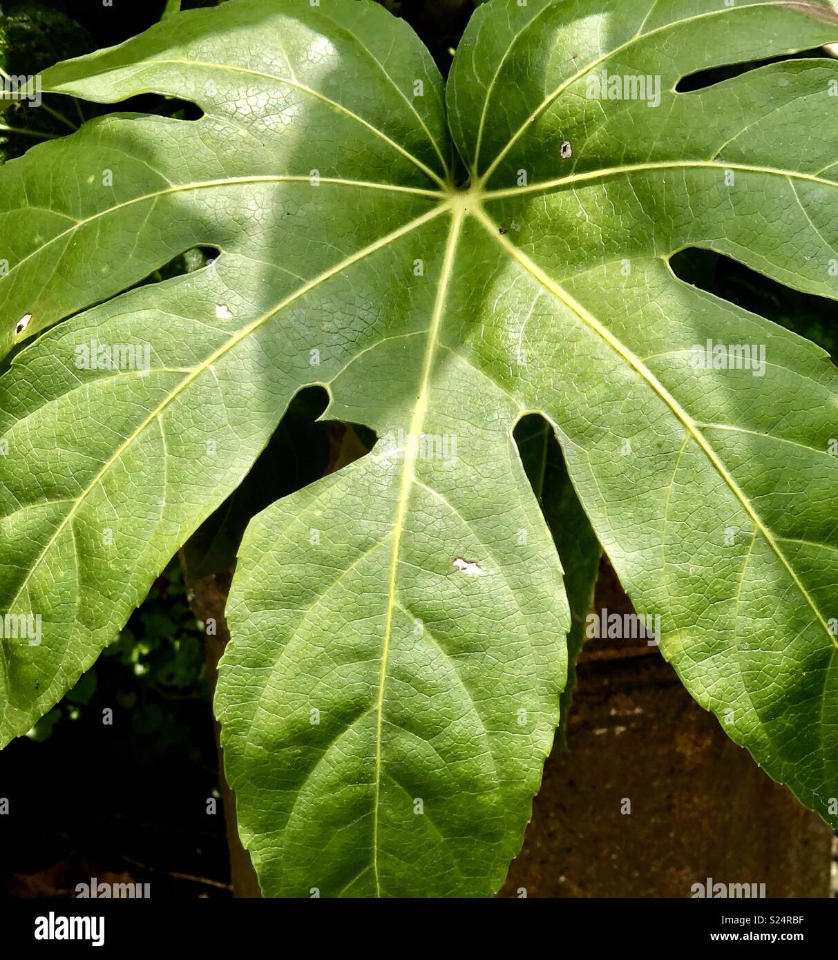 Fatsia japonica tropical leaf with heart Stock Photo - Alamy