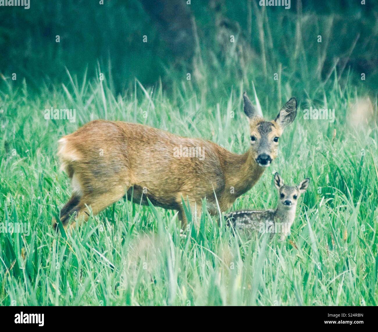 Mother roe deer with her baby Stock Photo - Alamy