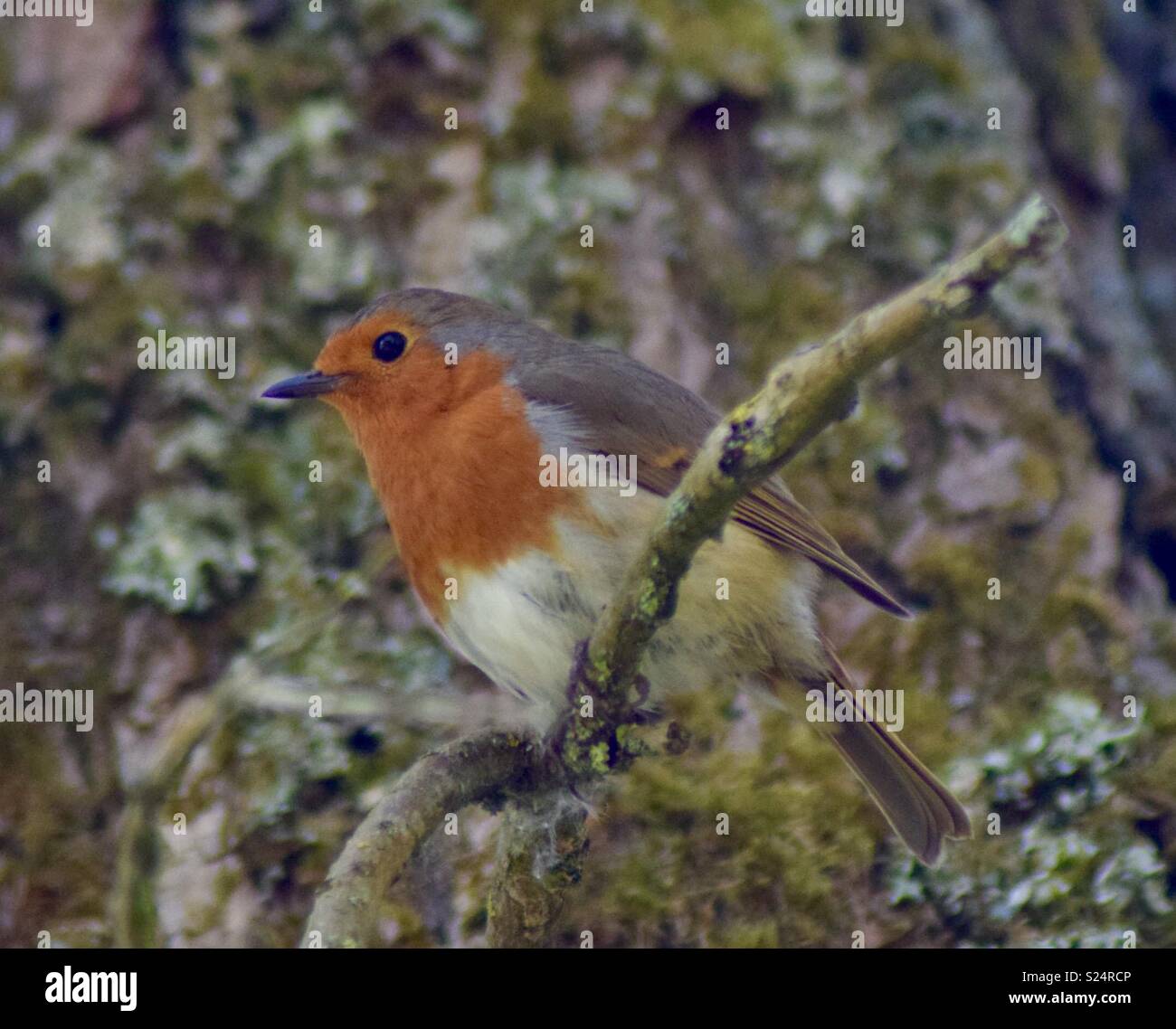 Robin wild hi-res stock photography and images - Alamy