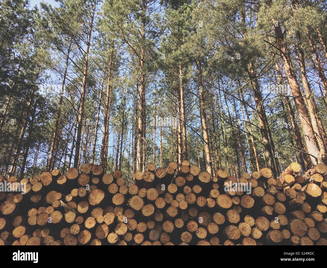 Logs timber hi-res stock photography and images - Alamy