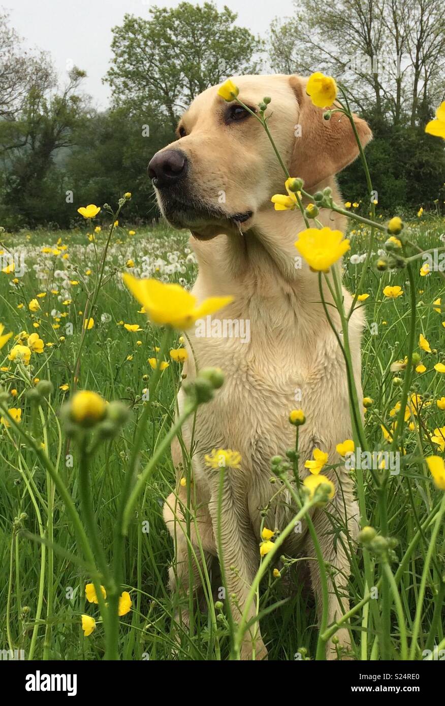 Dog buttercup hi-res stock photography and images - Alamy