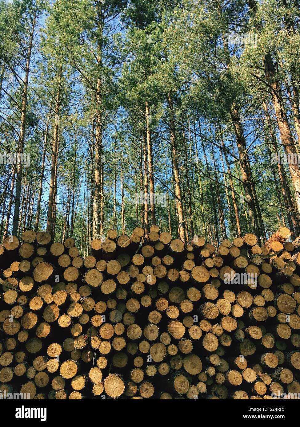 Logs timber hi-res stock photography and images - Alamy