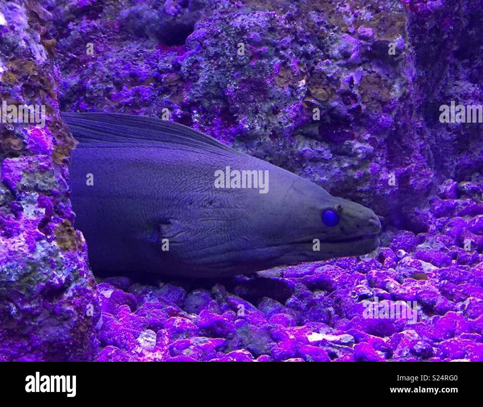 Ursulas High Resolution Stock Photography and Images - Alamy