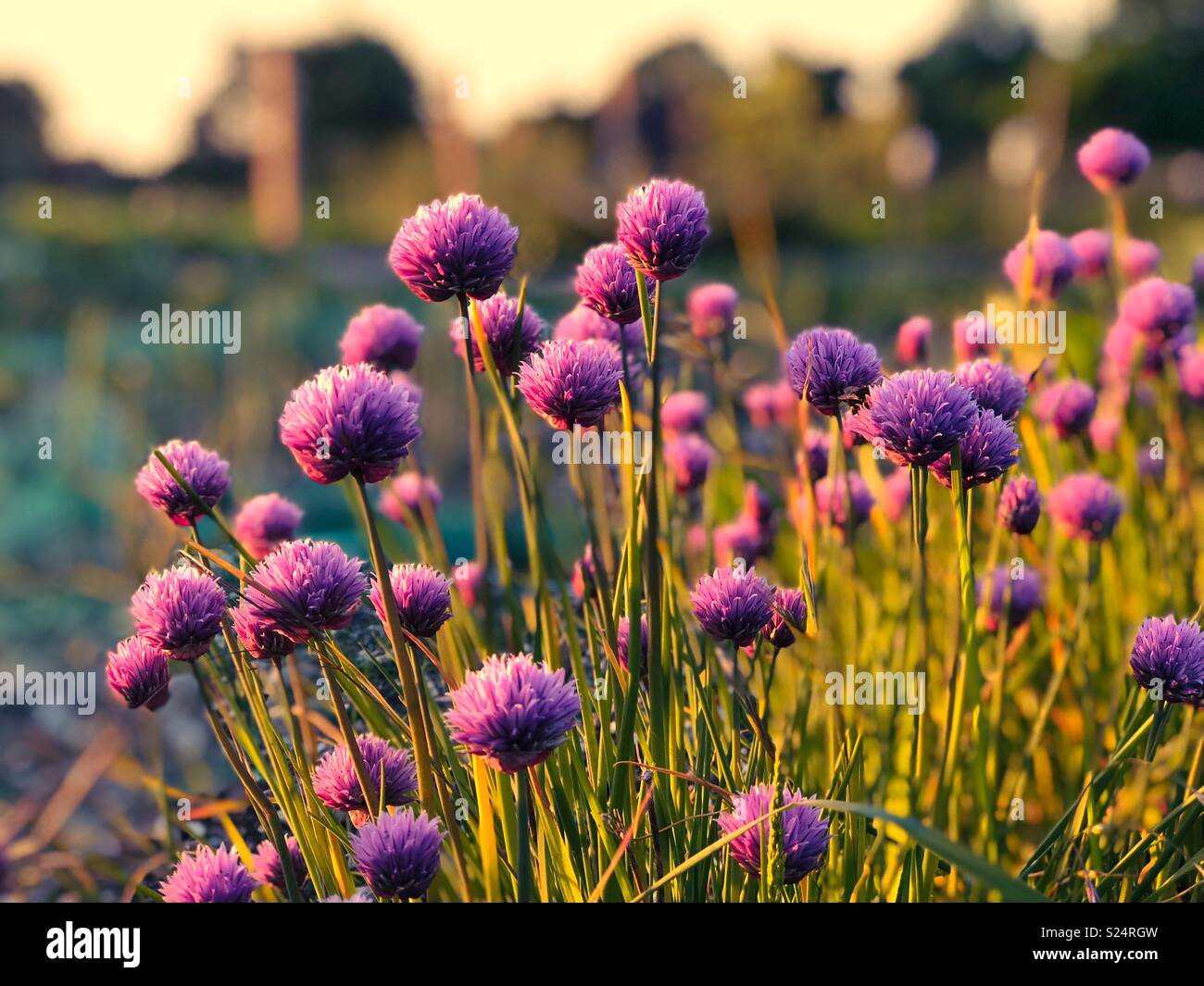 Chive Plant High Resolution Stock Photography and Images - Alamy