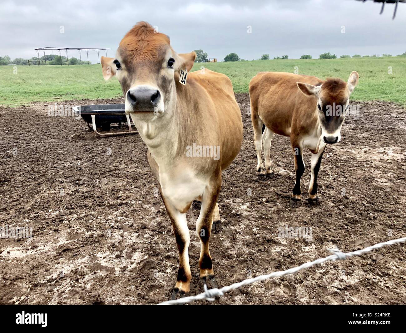Cows mud hi-res stock photography and images - Alamy