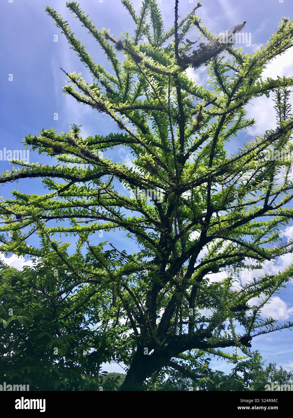 Higuero High Resolution Stock Photography and Images - Alamy