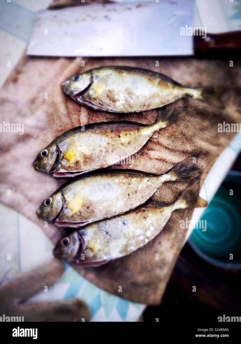 The four fish of the same family Stock Photo - Alamy
