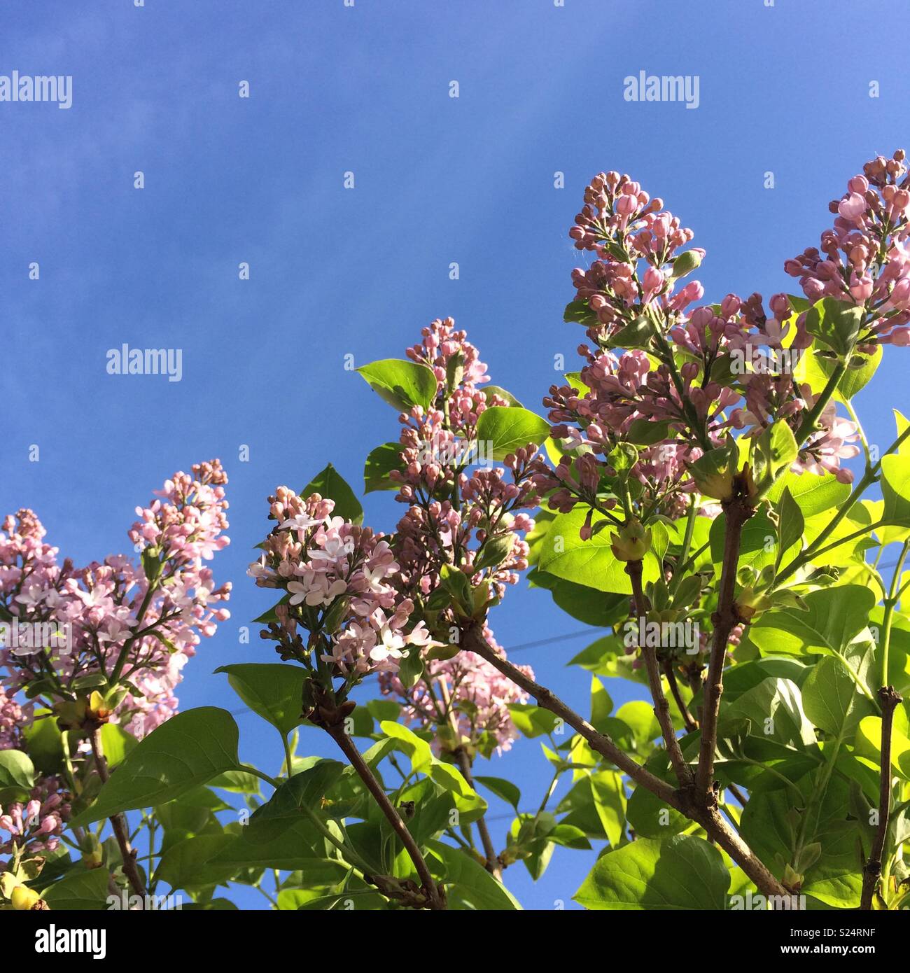Lilacs tree hi-res stock photography and images - Alamy